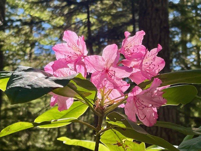Browder Ridge is a Little Known Wildflower Hike