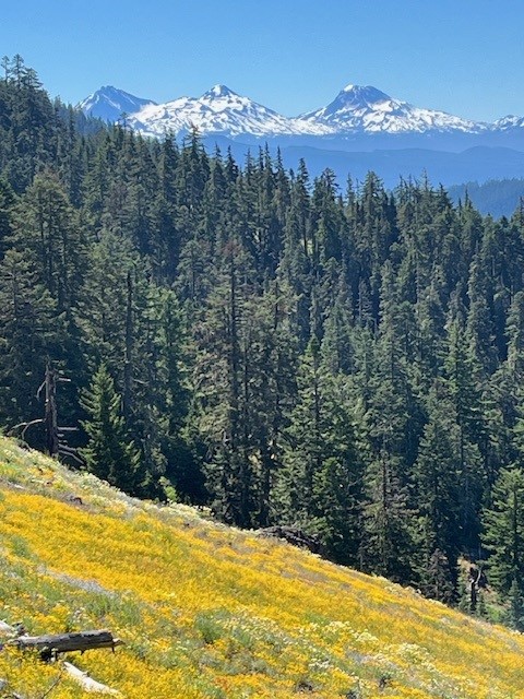Browder Ridge is a Little Known Wildflower Hike