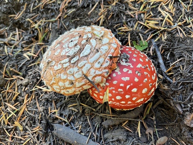 Hike to Carl Lake in Oregon's Mt. Jefferson Wilderness