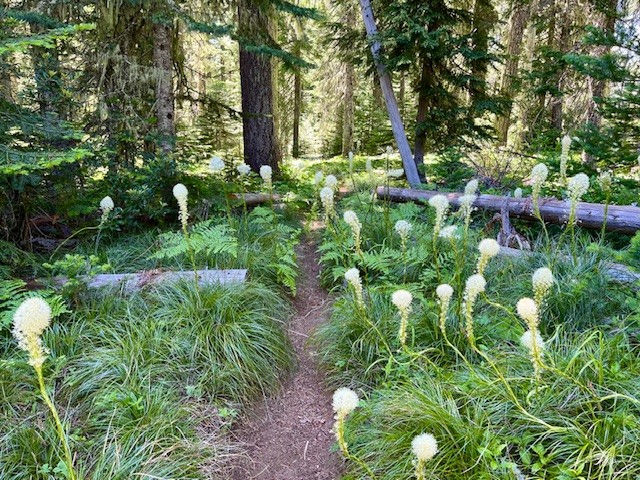 The Bear Grass is Blooming at Patjens Lakes Loop Trail